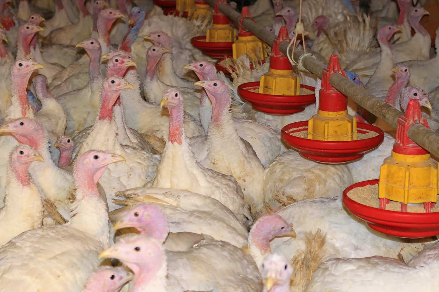 Turkey Production Products | Goodman Classic