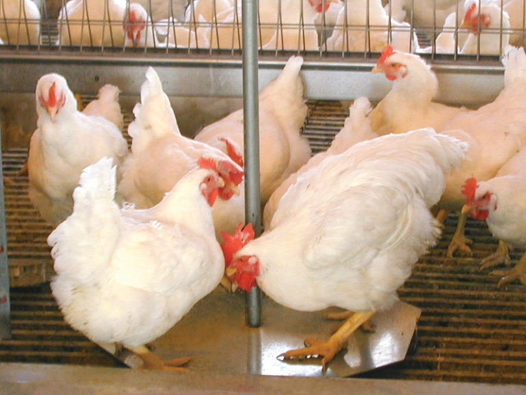 Bird Scale | Goodman Classic